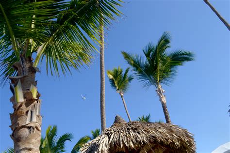 Free Images Beach Sky Woody Plant Palm Tree Arecales Tropics