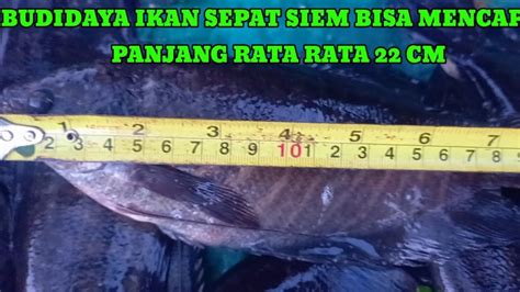 Budidaya Ikan Sepat Siem Bisa Mencapai Panjang Rata Rata 22 Cm Youtube
