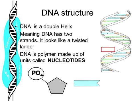 Dna Structure Animation Ppt