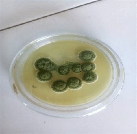 plate showing growth of selected trichoderma species on pda download