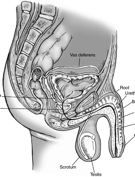 Reproductive System Unlabeled Diagram
