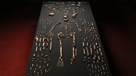 Homo Naledi New Species In Human Lineage Is Found In South African