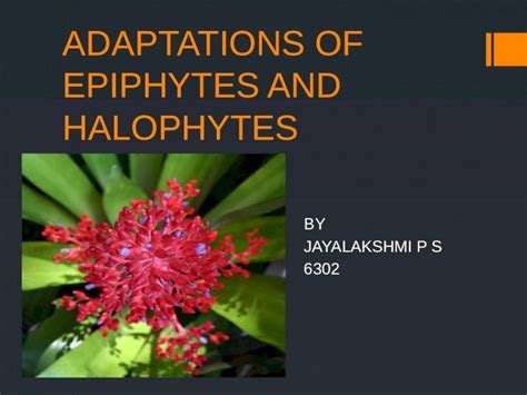 Pptx Adaptations Of Epiphytes And Halophytes Pdfslide Net