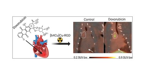 Early Detection Of Cardiotoxicity Using [64cu]cu Nodaga E[ Crgdyk ]2