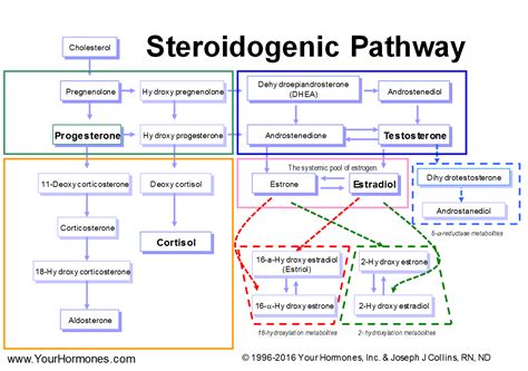 Metanephrine Pathway