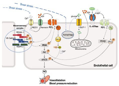 Ijms Free Full Text The Interplay Of Endothelial P2y Receptors In