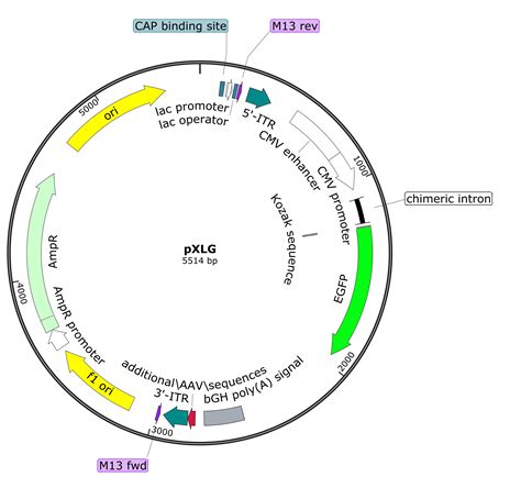 Mammalian Expression Vectors Protein Expression And Purification Core