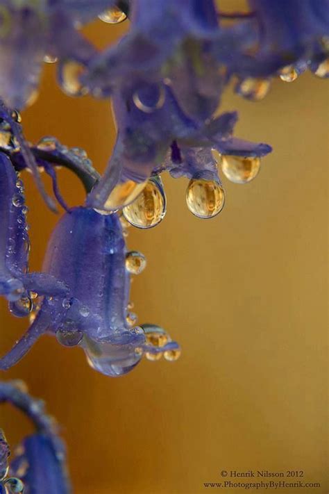 Herkkupeppu Water Droplets Water Art Macro Photography