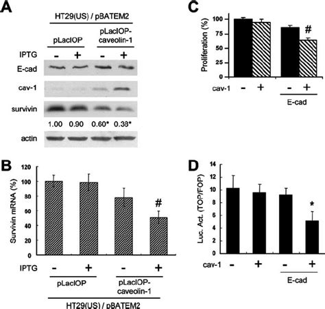 Re Expression Of E Cadherin In Ht29 Us Cells Restored Download