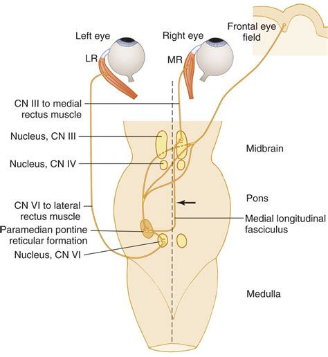 Examination Of The Central Ocular Motor Systems Neupsy Key
