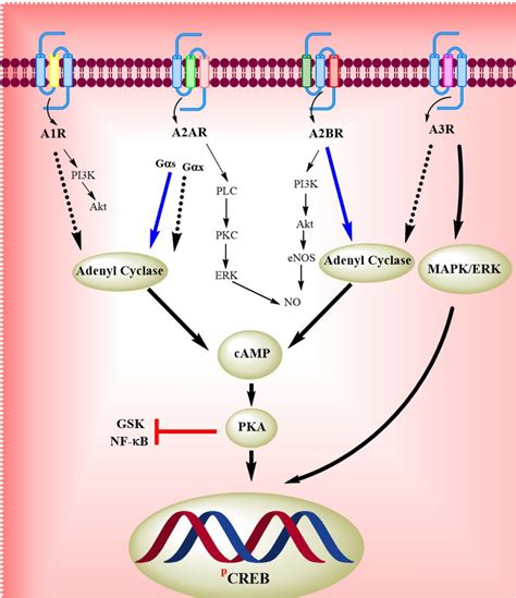Involvement Of Adenosine Receptors And Different Signalling Pathways