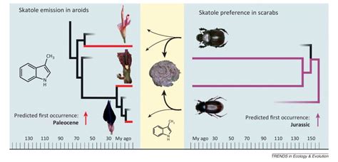 Pollinator Mediated Evolution Of Floral Signals Trends In Ecology
