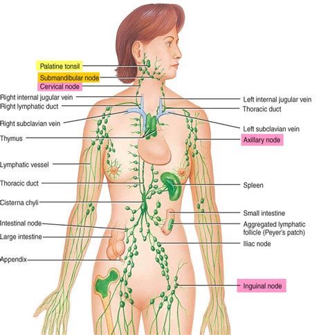 Lymph Nodes In Breast Homequad