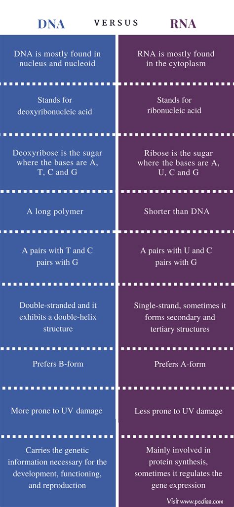 Comparison Between Dna And Rna Jeffersonbilstephens
