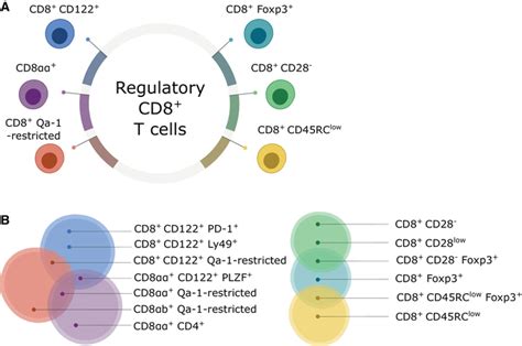 Proposed Subsets Of Cd8⁺ Treg Cells A Multiple Subsets Of Cd8⁺ T