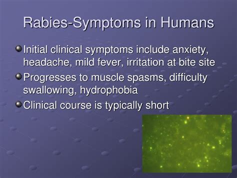 Ppt Rabies Review And Guidelines Updates Powerpoint Presentation