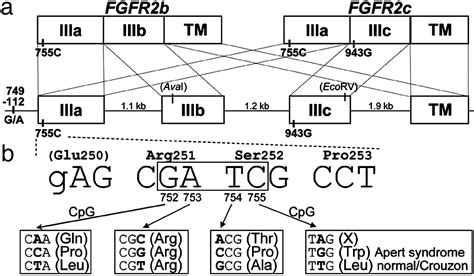 Gain Of Function Amino Acid Substitutions Drive Positive Selection Of
