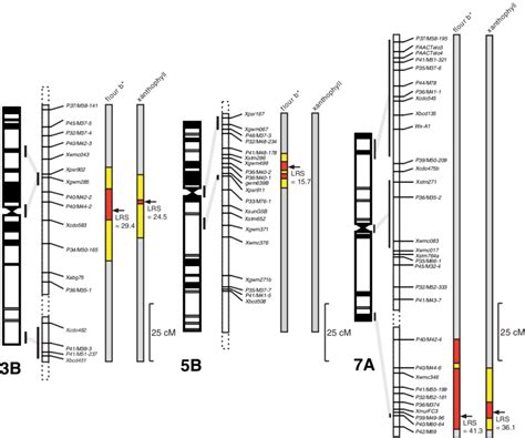 Qtls On Chromosome 3b 5b And 7a Associated With Flour B And With