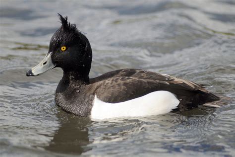 tufted duck birdwatch ireland