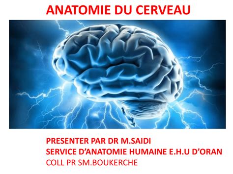 Le Fonctionnement Du Cerveau Humain Pdf