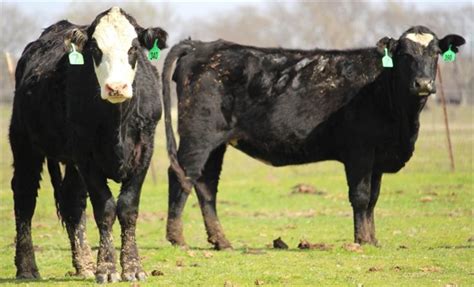 6 Angus Black Baldy Hereford Bred Heifers For Sale In Klondike