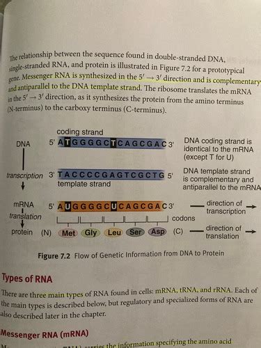 Mcat Biochem Rna And The Genetic Code 7 Flashcards Quizlet