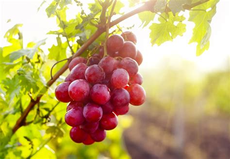 fruit detection matlab source code free download