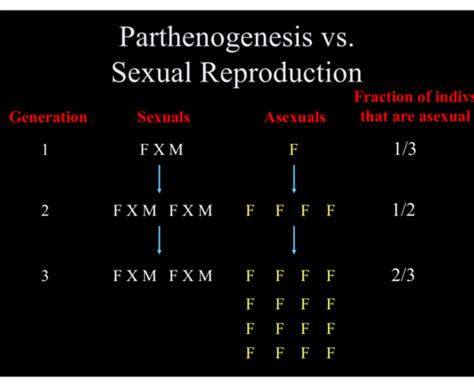 Unit 2 Sexual Determination And Differentiation Flashcards Quizlet