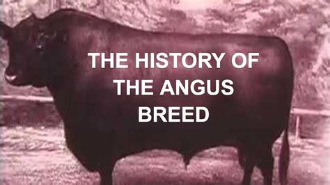 Angus History
