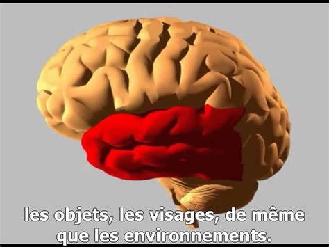 Le Fonctionnement Du Cerveau Youtube