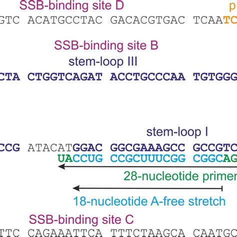 Sequence Of The Origin Of Replication Of Single Stranded Dna Phage G4