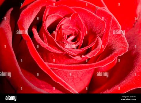 Rote Rose Nahaufnahme Stockfotos Und Bilder Kaufen Alamy