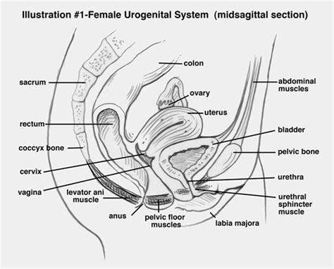 Female Urogenital System The National Vulvodynia Association
