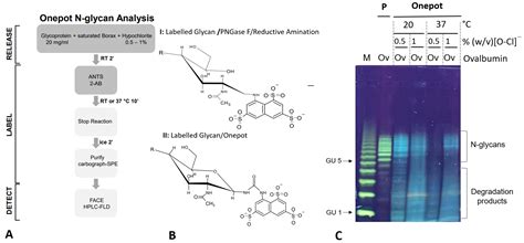 Bioengineering Free Full Text Seamless Coupling Of Chemical Glycan