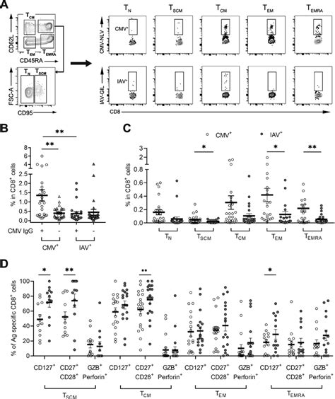 Frequency And Differentiation Status Of Iav And Cmv Specific Cd8⁺ T