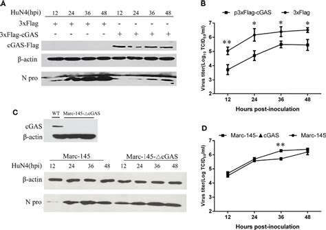 Frontiers Cgas Restricts Prrsv Replication By Sensing The Mtdna To