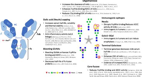 Antibody Fc Glycosylation Igg Requires N Glycosylation At Asn297 In