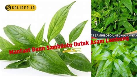 Temukan 7 Manfaat Daun Sambiloto Untuk Asam Lambung Yang Jarang