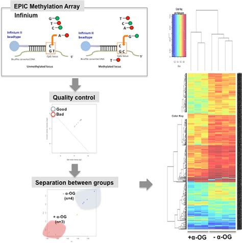 Experimental Scheme Describing Epic Dna Methylation Profiling And The