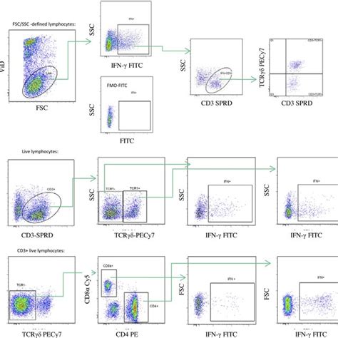 Gating Strategies For Flow Cytometry Analyses A The Gating Strategy