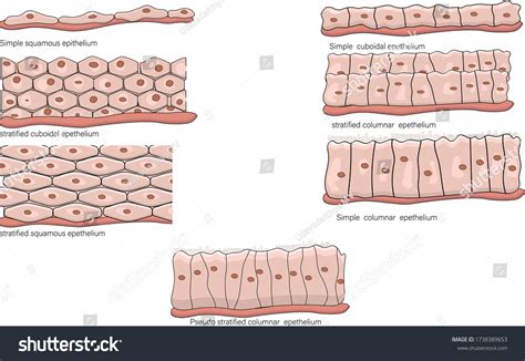 Types Epithelial Cells Vector Eps Vector Có Sẵn Miễn Phí Bản Quyền