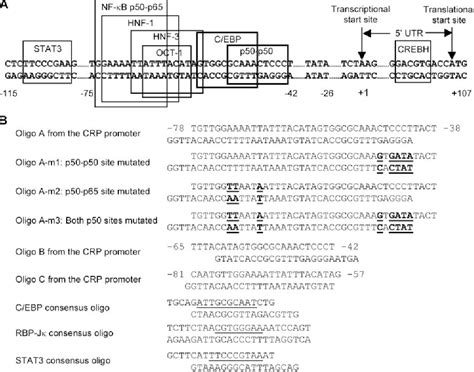 Figure 1 From A Novel Rbp Jκ Dependent Switch From C Ebpβ To C Ebpζ At