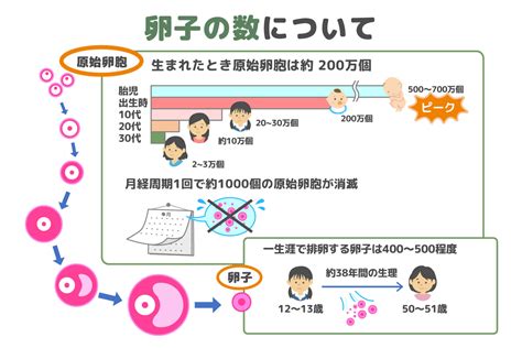 卵子の数はどのくらい？知っておきたい基礎知識をまとめて紹介