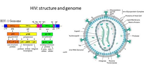 structure genome and proteins of hiv online biology notes
