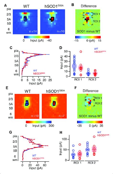 Excitation And Inhibitory Profiles Of Callosal Projection Neuron