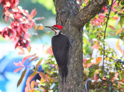 Why Do Woodpeckers Peck Wood And How To Stop Them