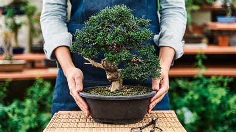 How To Care For A Bonsai Tree Simple Tips For These Plants Gardeningetc