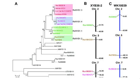 Phylogenetic Tree Of Rsmyb1 1 Homologous Genes In Radish And
