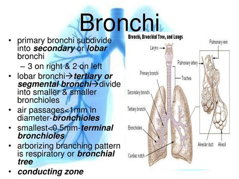 Bronchioles Definition Location Anatomy Function Diagram