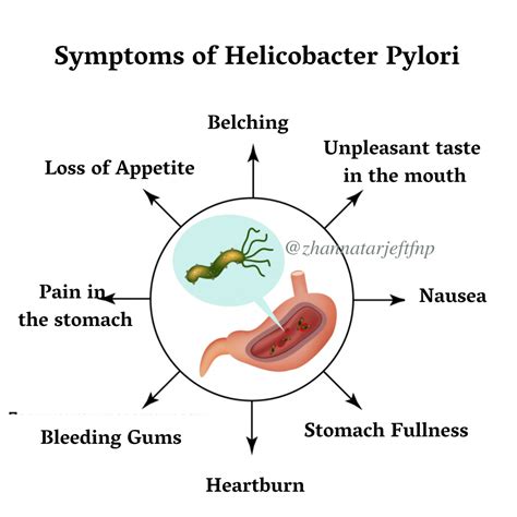 H Pylori And Gut Health – Sprouts Health